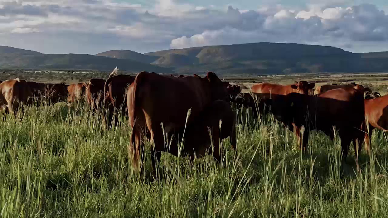 Bonsmara SA Temperament - YouTube