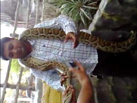 002 strangled by massive python in wild video thriller experience ...
