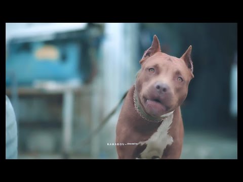 Begmyrat.K ft Rahym.A ÜÝR