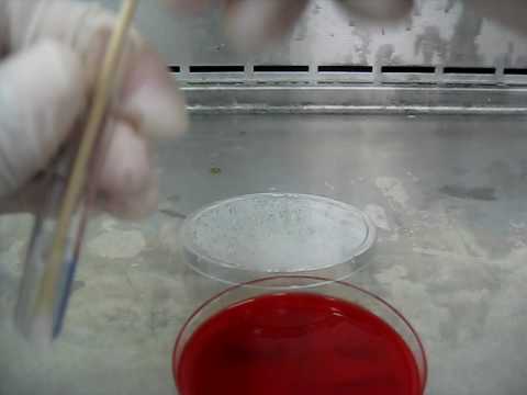 StatClean vs Purell Part 1: Application of bacteria.