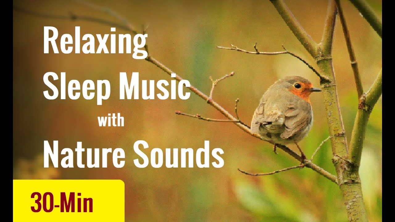 Beautiful 30 minute relaxing sleep music with birds and water sound ...