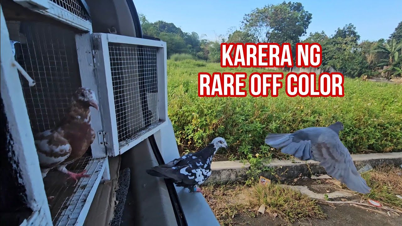 Racing Pigeon Club na may Rare Off Color Category, meron na kaya? - YouTube