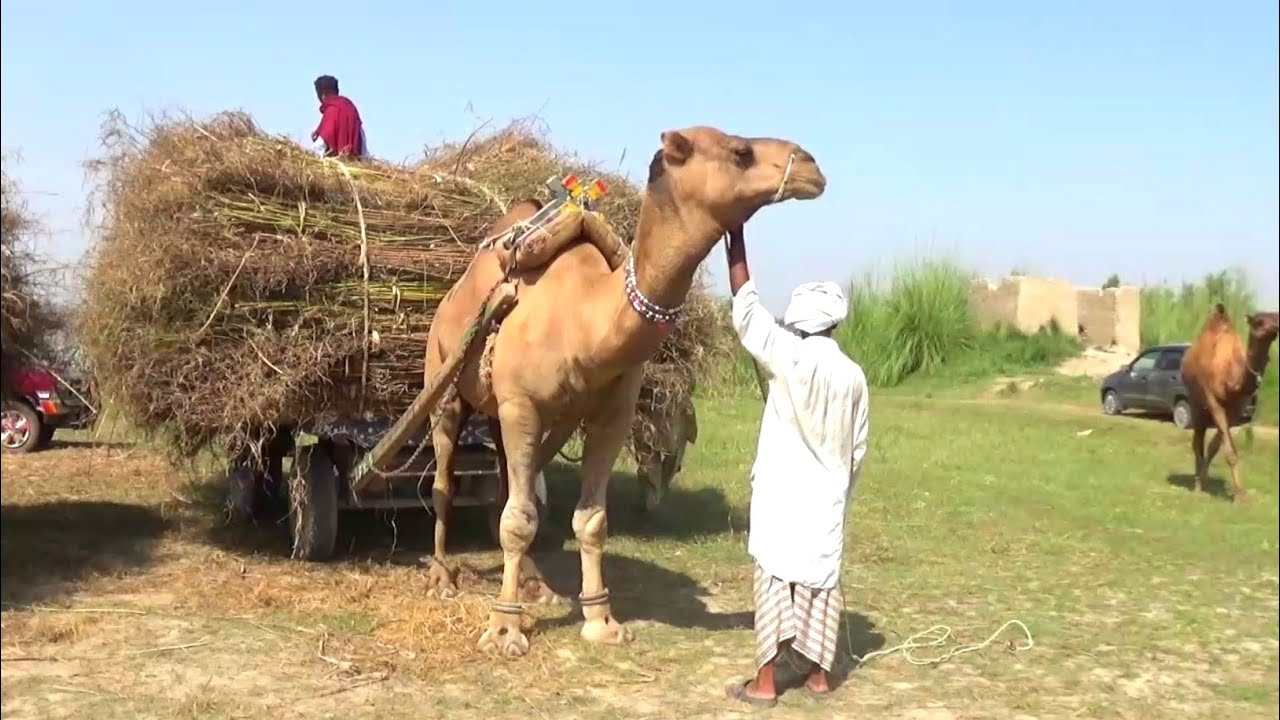 Camel Pull Cart||Camel Run Fast With Cart - YouTube