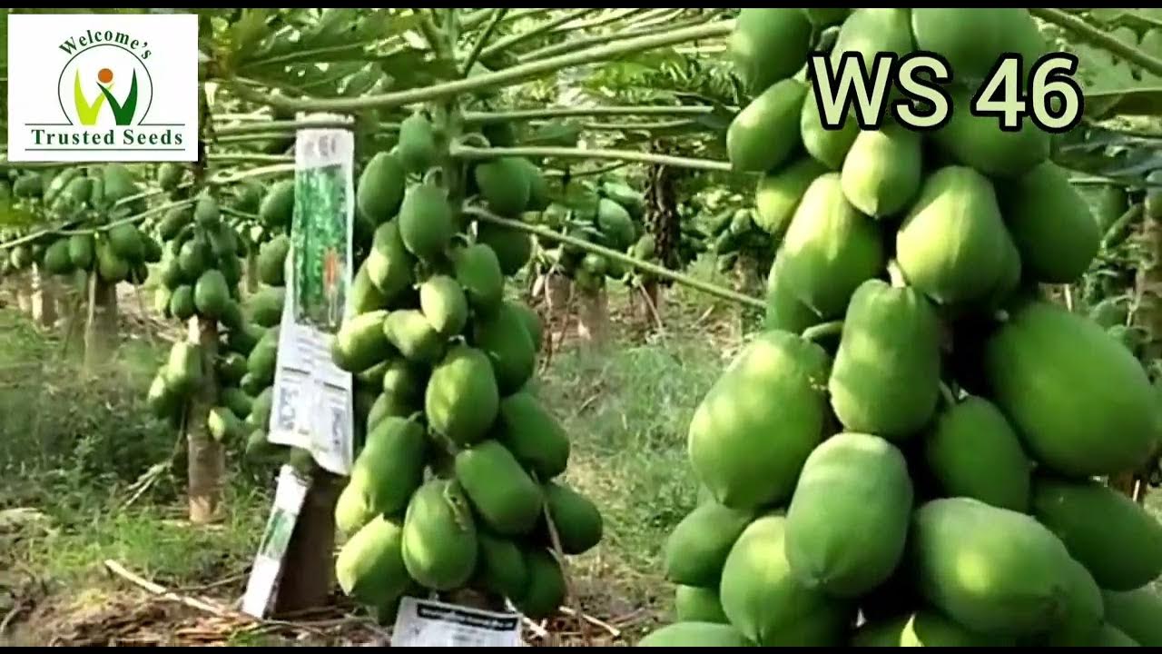 Papaya WS 46, Dhule Maharashtra Planting April 2022, Visit November ...