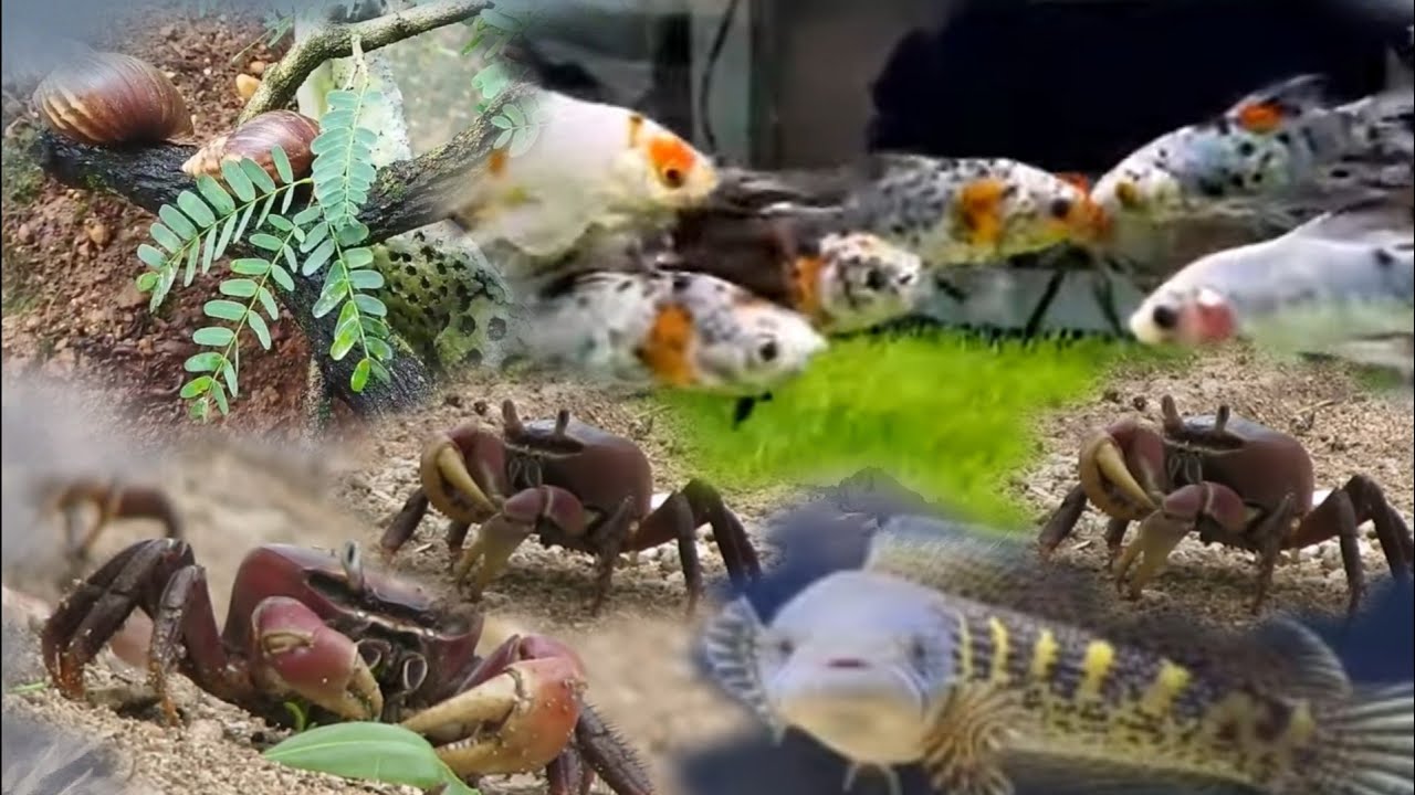 Mencari Ikan Koi Kepiting Ikan Canna Ikan Sapu Sapu Ikan Nila Youtube