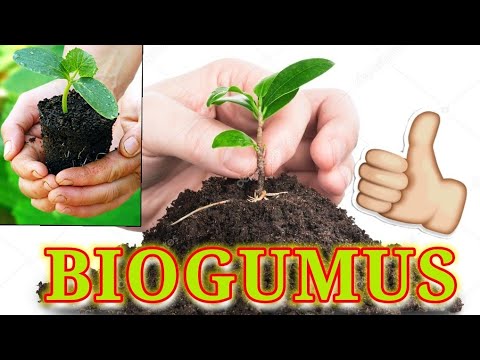 BIOGUMUS nima u ? Ekinlarga foydali jixatlari to‘g‘risida mutahasis fikri. / Польза БИОГУМУСА.