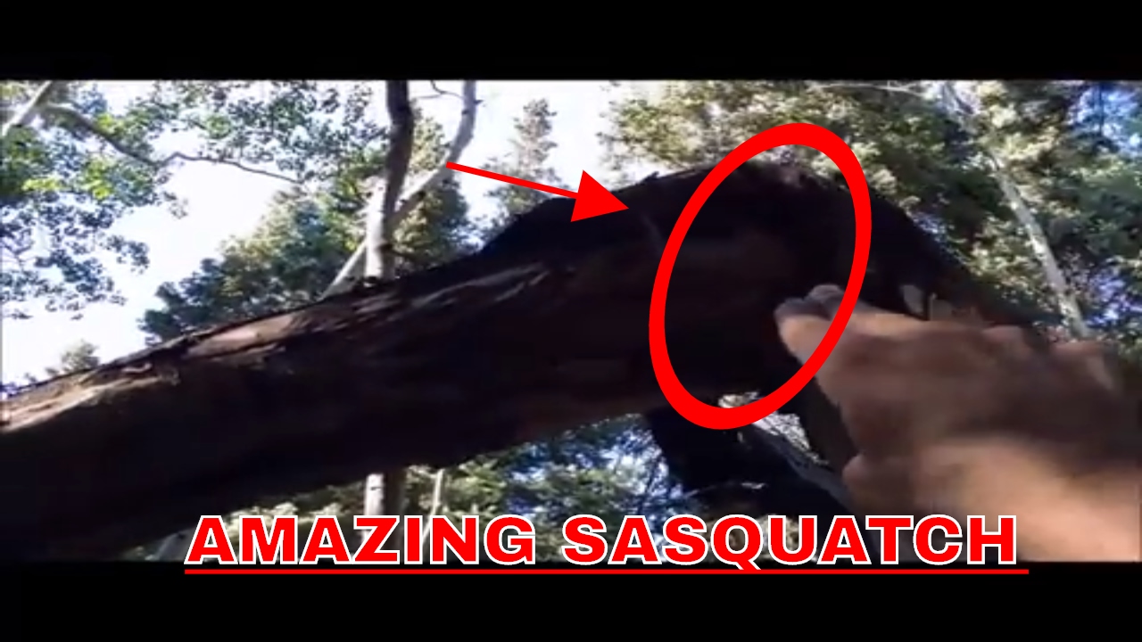 Amazing Sasquatch PART 2: Real Evidence...Real Intelligence ...