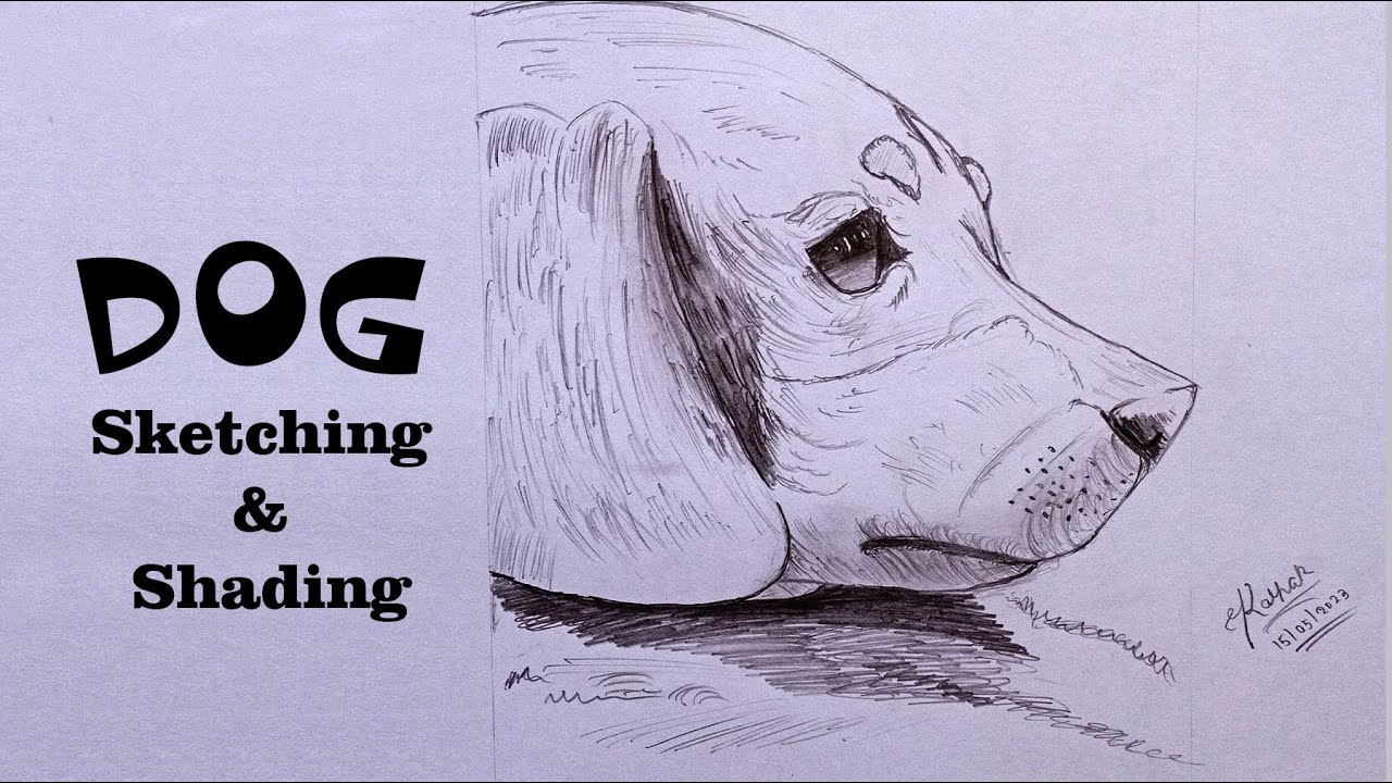 Dog Sketch and Shading : Pencil Drawing - Speed Art - YouTube