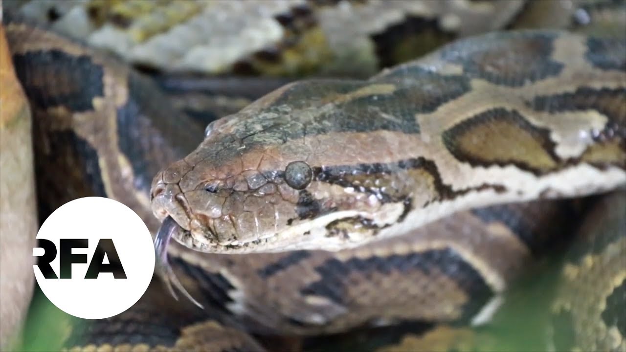 Snakes a Draw for Worshippers at Myanmar Pagoda | Radio Free Asia (RFA ...