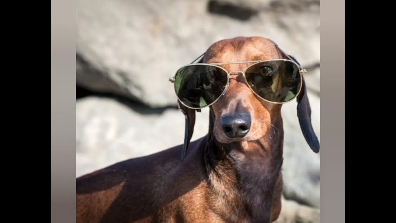 Perro salchicha gordo bachicha - YouTube