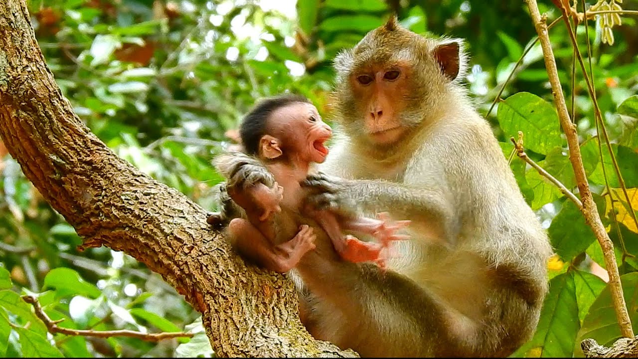 Mama Anna just kidding with you Ariana - YouTube