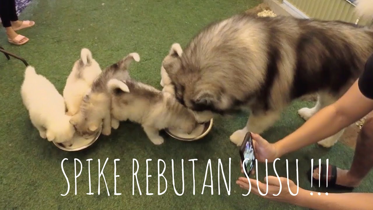 SPIKE REBUTAN SUSU SAMA PUPPIES! Sambil makan Steak termahal ! - YouTube