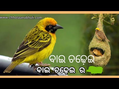 BAI CHADHEI RE BAI CHADHEI || ବାଇ ଚଢ଼େଇ ରେ ବାଇ ଚଢ଼େଇ || ODIA KID'S ...