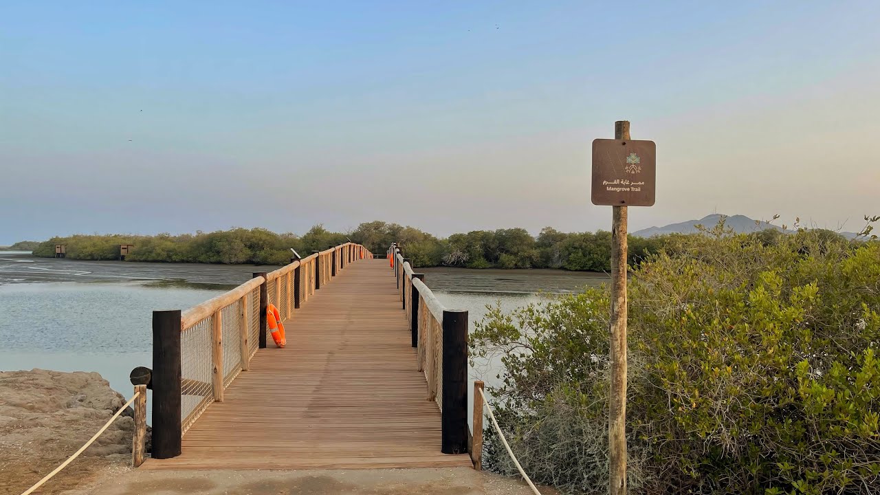 Khor Kalba Mangroves Centre - YouTube