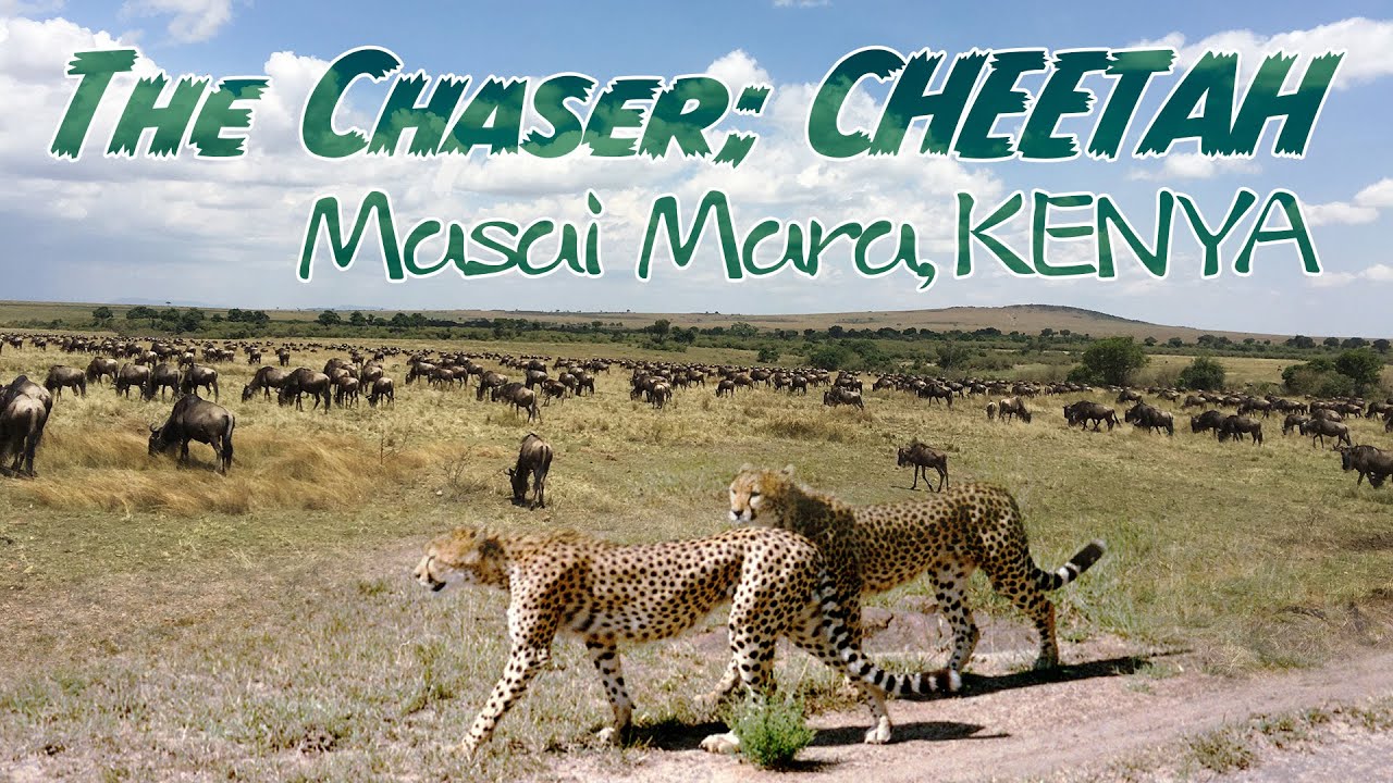 The Chaser / Cheetah / Masai Mara, Kenya / Safari in Africa - YouTube