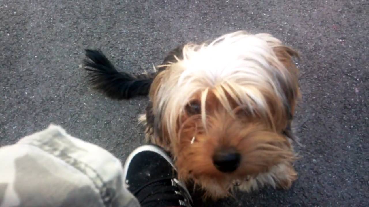 Vicious Killer Yorkshire Terrier - YouTube