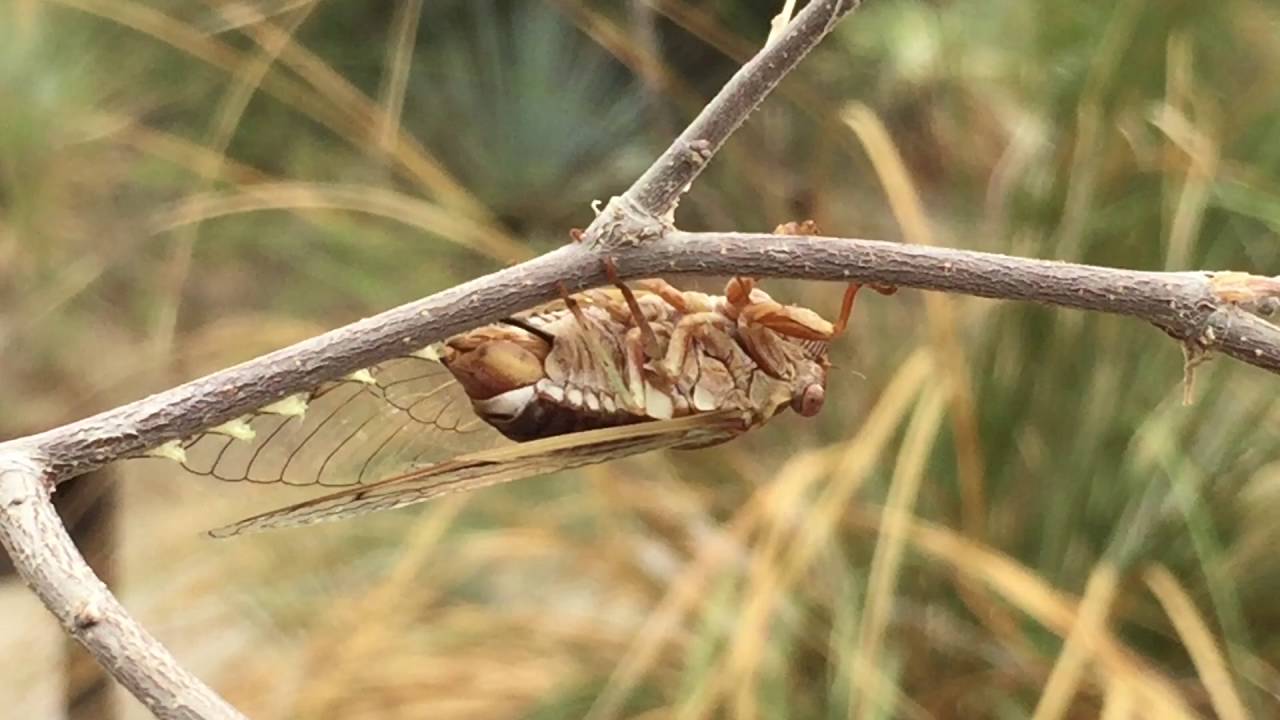 Cicada Eggs