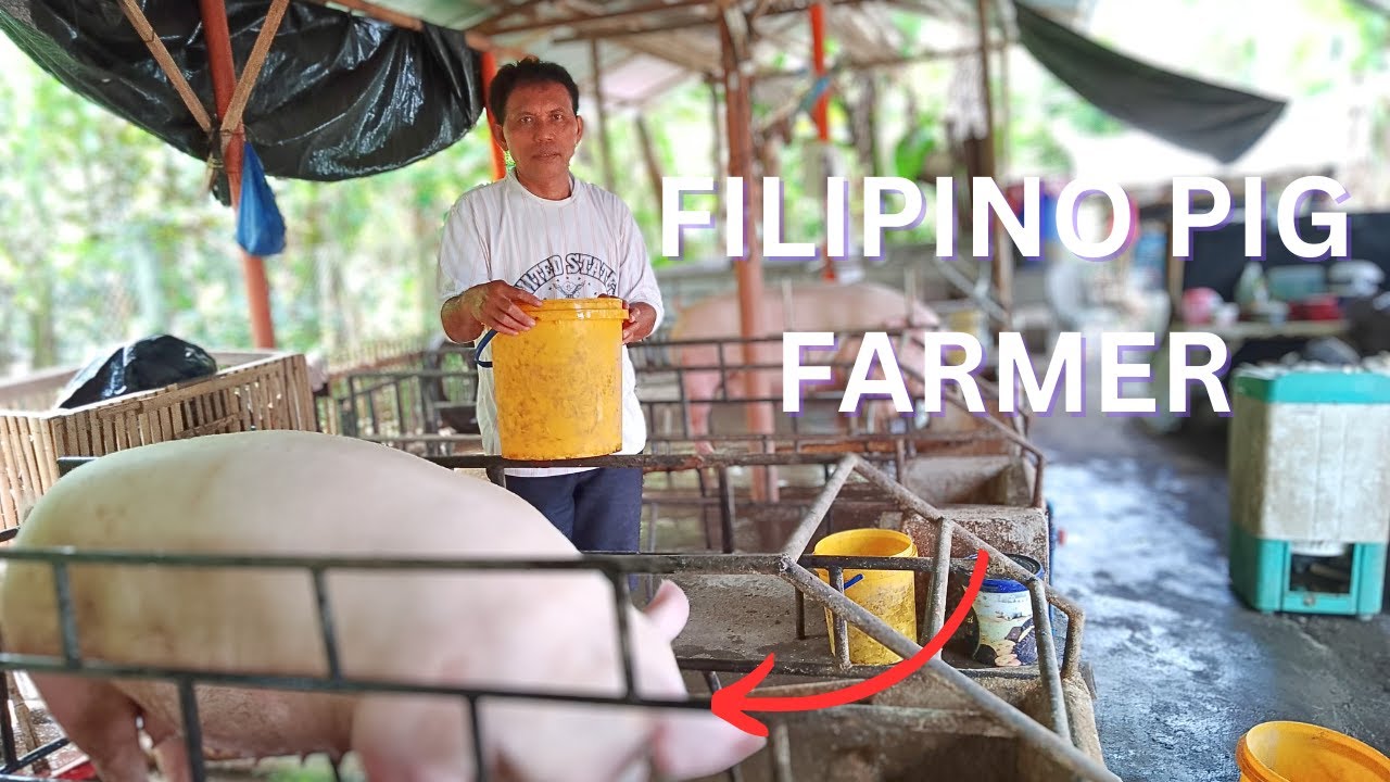Simple Farm Life! #filipinofarmer #vlog #pigfarmvideo - YouTube