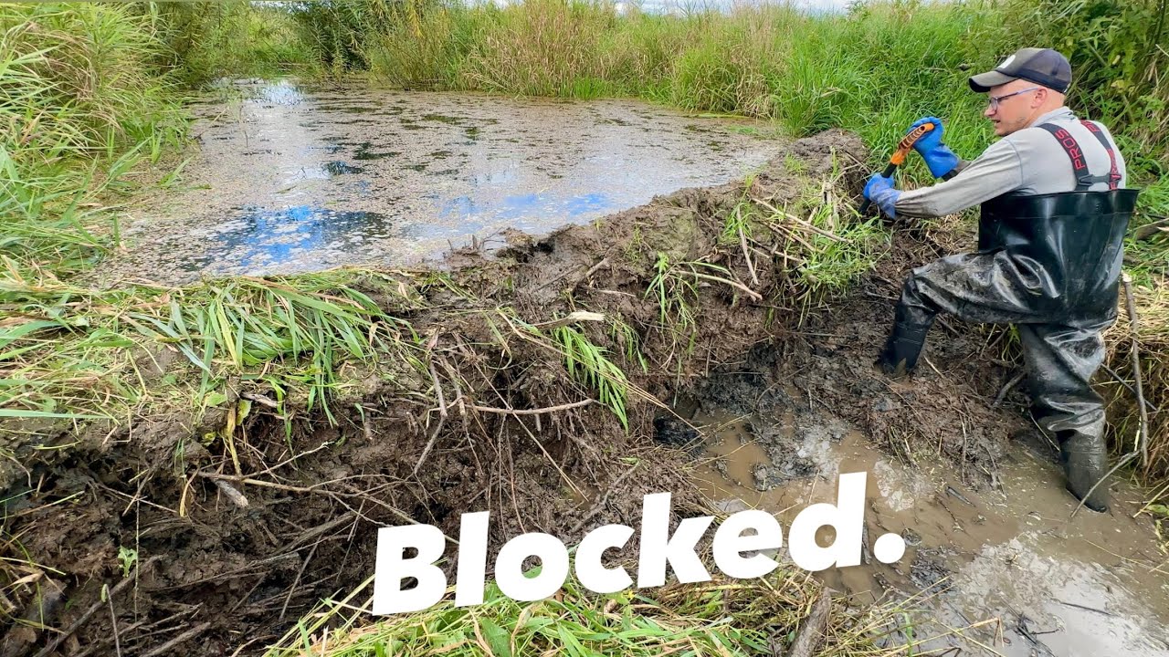 Beaver Dam Removal: Blocked Stream Uncovered - YouTube