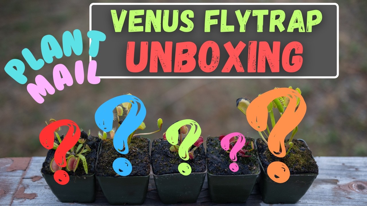 PLANT MAIL! Venus Fly Trap Unboxing - YouTube