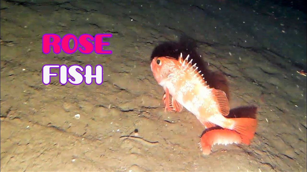 Rose Fish Blackbelly - Helicolenus Dactylopterus - YouTube