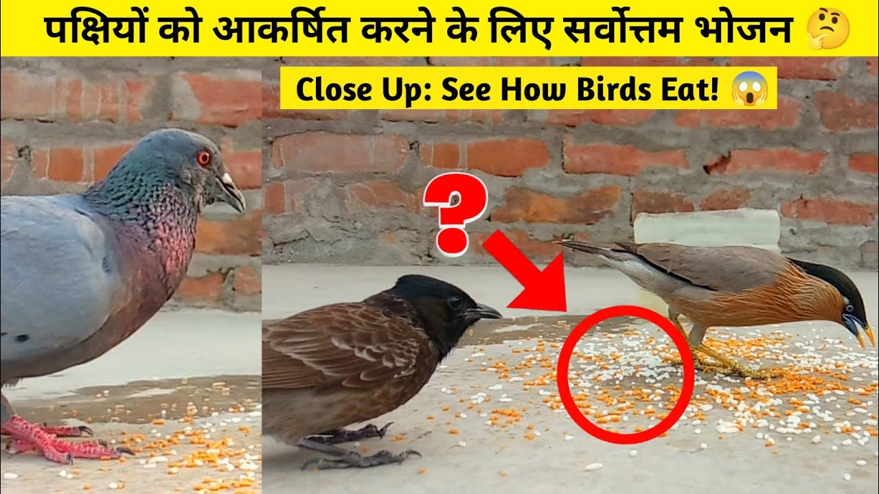 The Best Food for Pigeons, Starlings & Bulbuls | Birds eating food ...