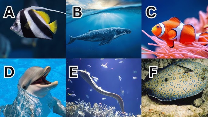 Ocean Animals A Z