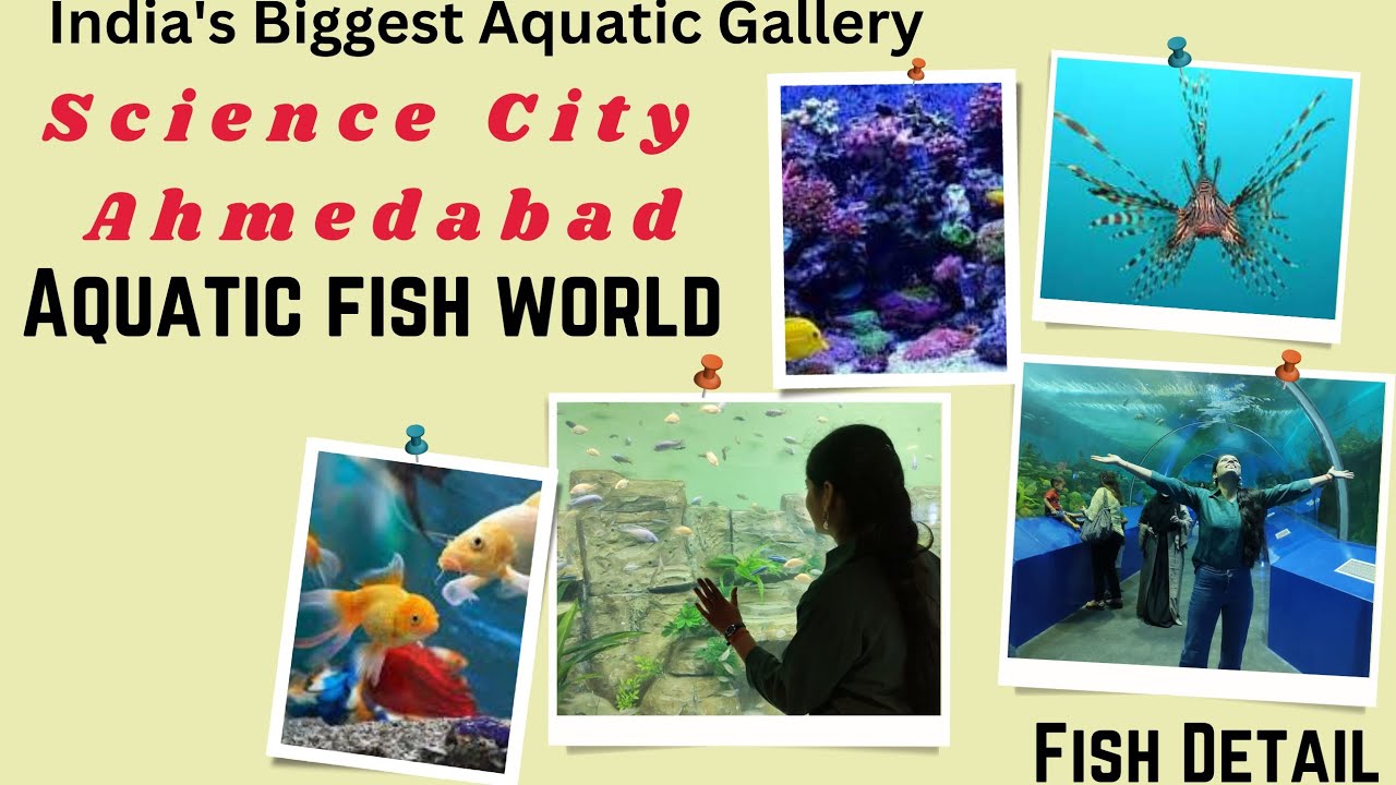 India's Biggest Aquatic Gallery Ahmedabad / Variety of fish and ...