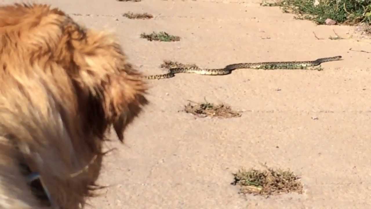 Roo freaks out over a gigantic snake - YouTube