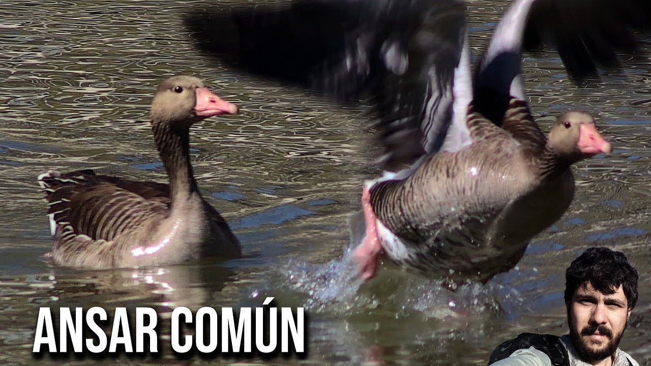 Ansar común 4K (Anser anser) Graylag Goose, Ganso bravo, Oca selvatica ...