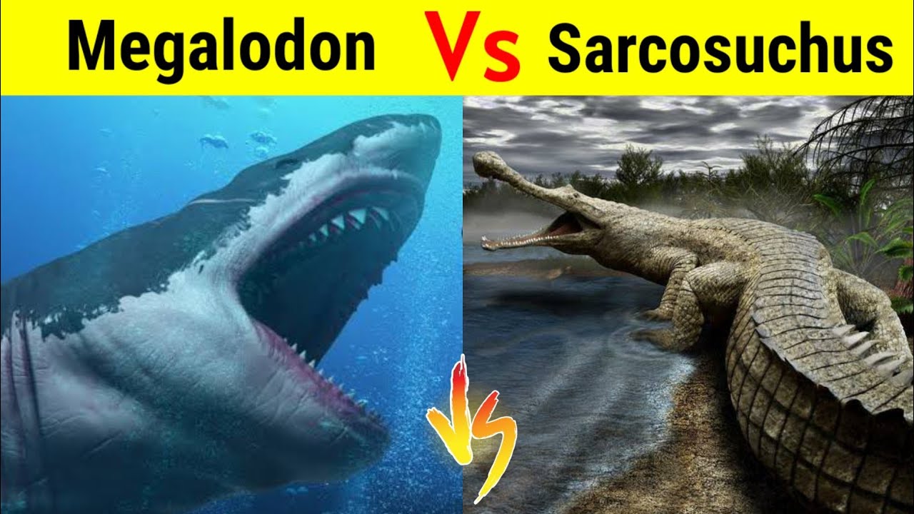 Prehistoric Crocodile Vs Megalodon