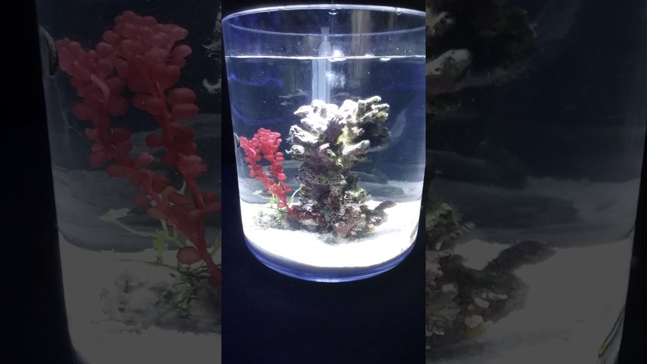 Micro REEF tank - YouTube