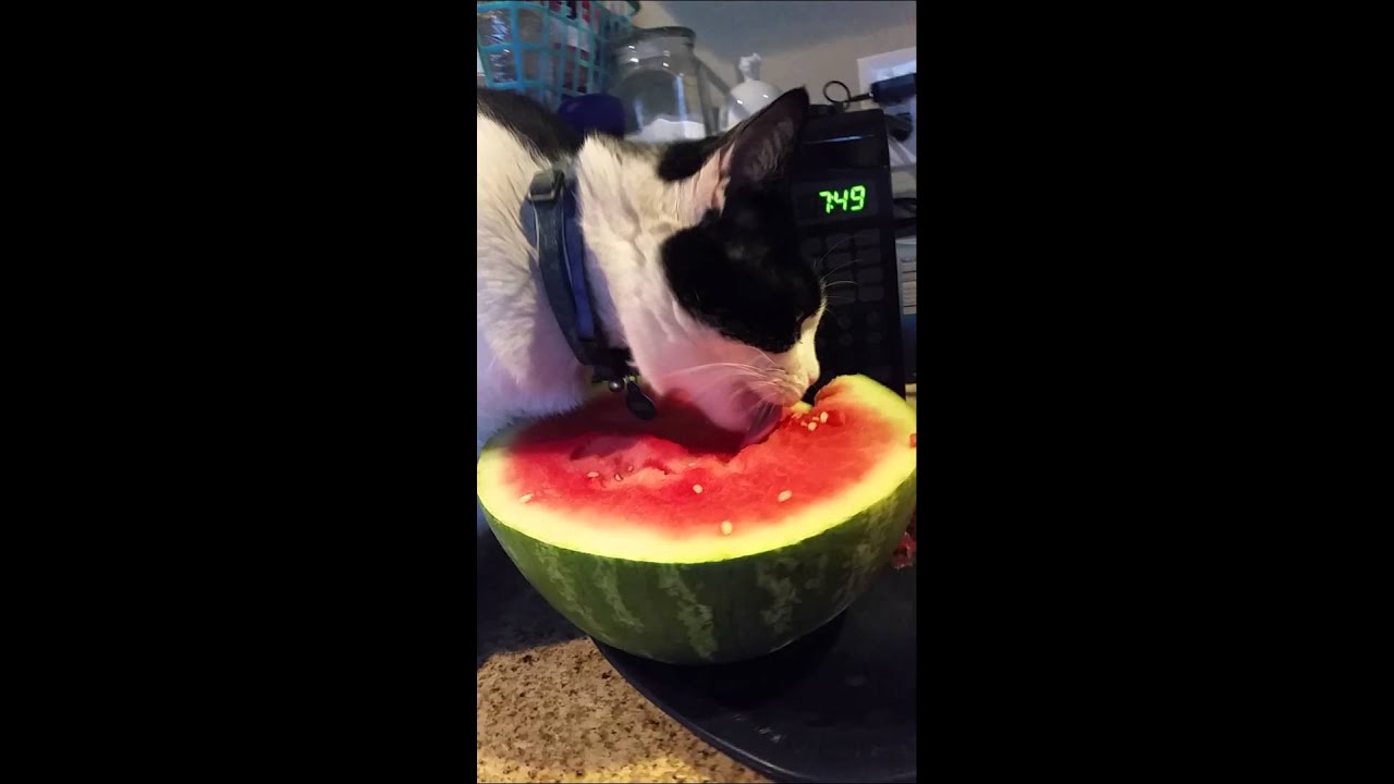 Batman eating watermelon - YouTube