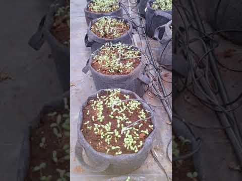 Leafy & vine crops in Hydroponic system looks like healthy crops