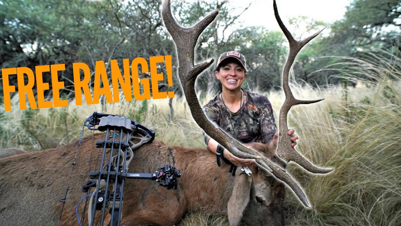 Spot and Stalk Bow Hunting Free Ranging Stag! | Bowmar Bowhunting ...