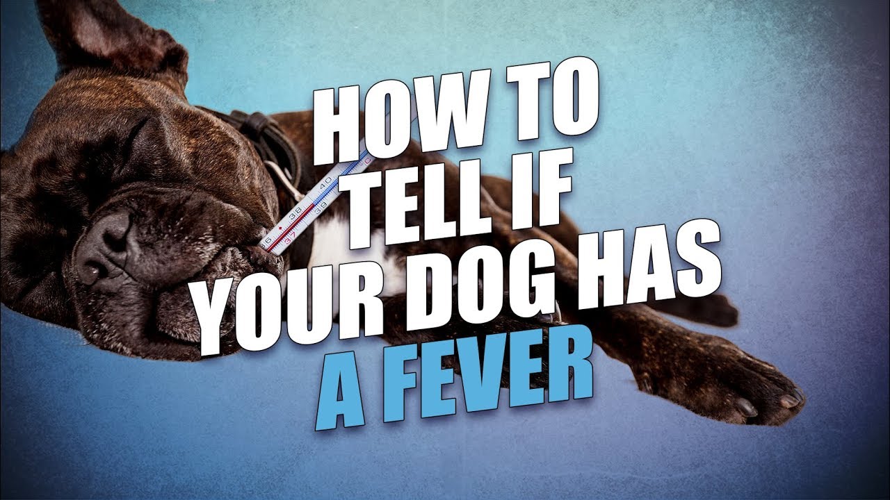How To Tell If Dog Has Fever Updated September 2022 Wikidoggia how-to-tell-if-dog-has-fever-updated-september-2022-wikidoggia