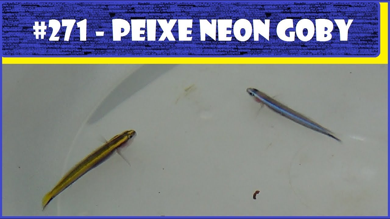 CONHECENDO O PEIXE NEON GOBY - YouTube