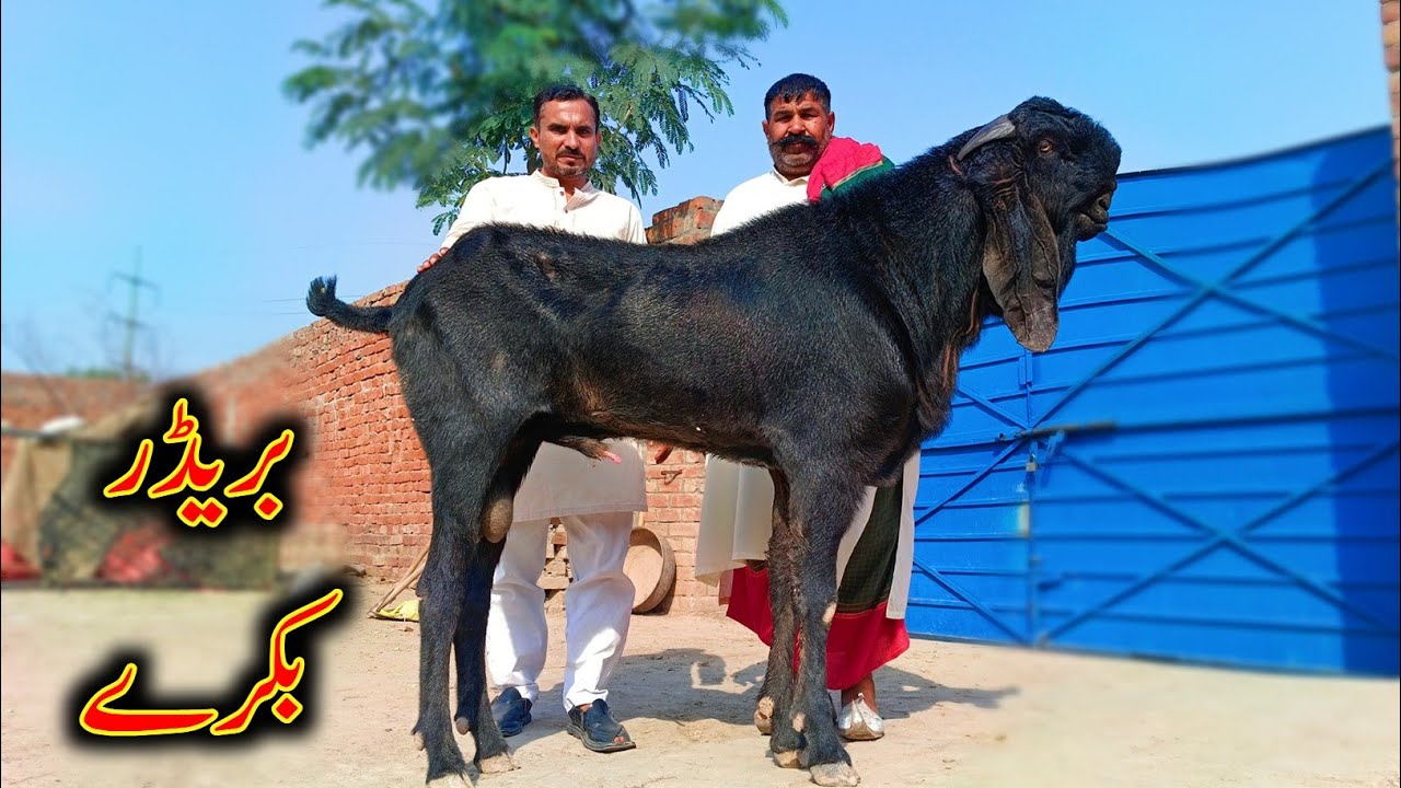 Big Black Breader Goat Of A Modern Goat Farm - Goat Farming Buisness ...