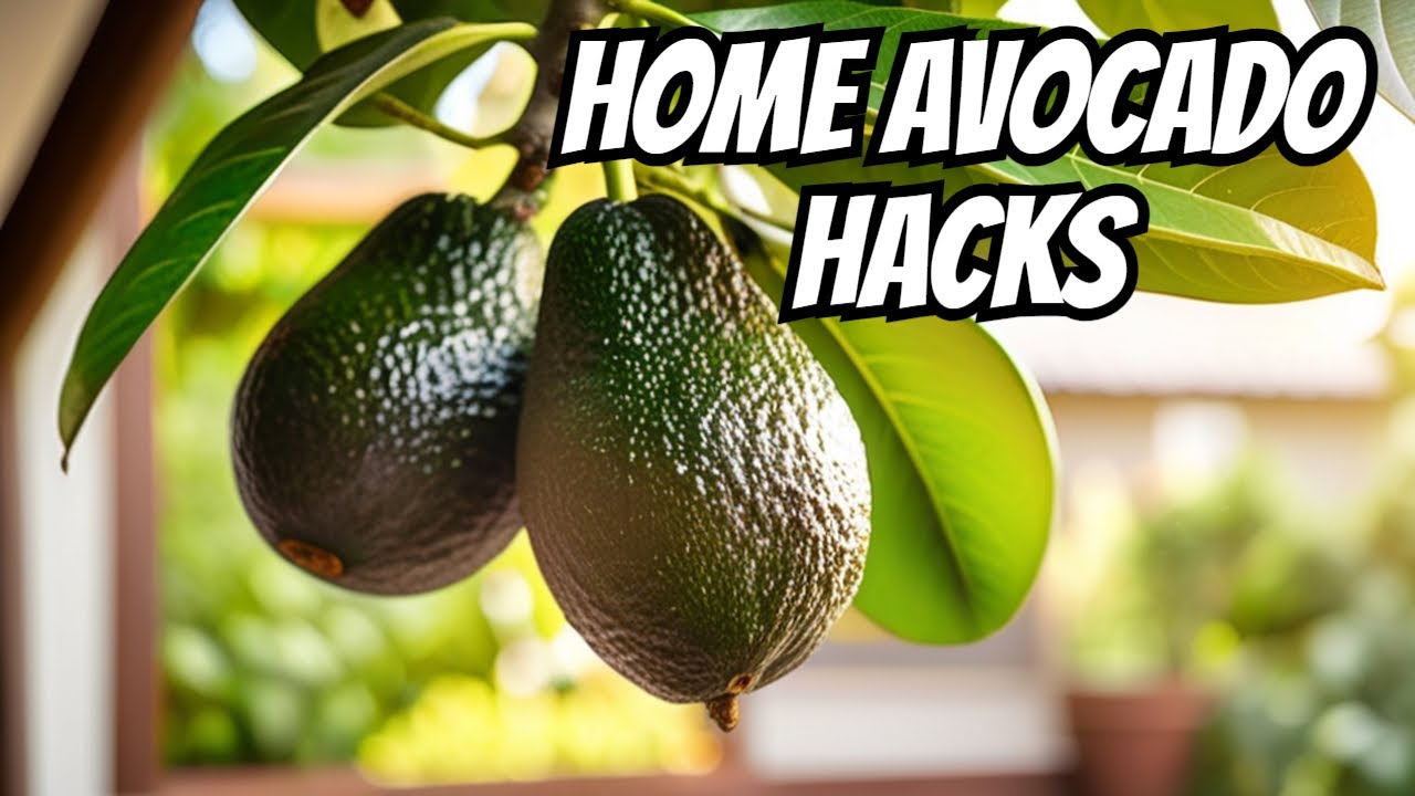 Unlock the Secret to Growing Avocados at Home - YouTube