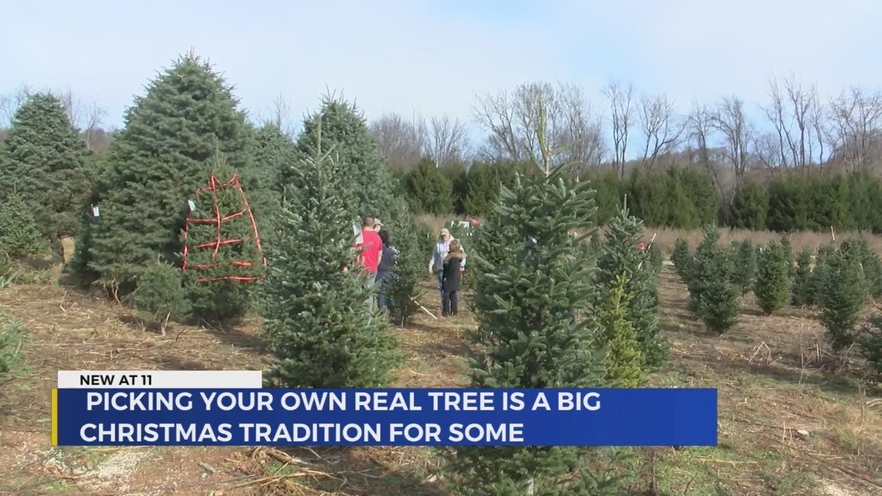 Local tree farms begin Christmas tree sales - YouTube