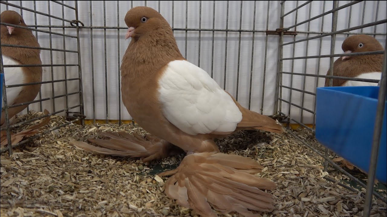 Old Dutch Tumbler (fancy pigeon) - YouTube