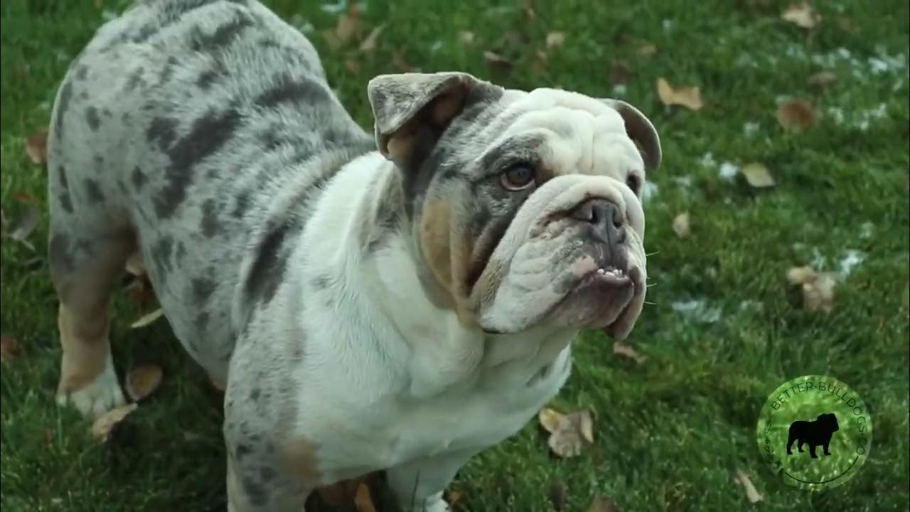 Introducing our Better Bulldogs Co Family YouTube Channel - YouTube