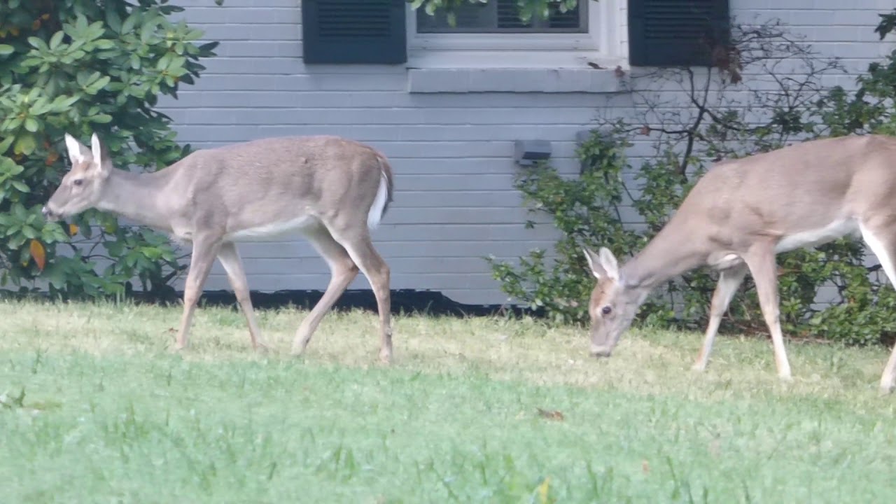 Deer eating nuts in Hope Valley, Durham NC - YouTube