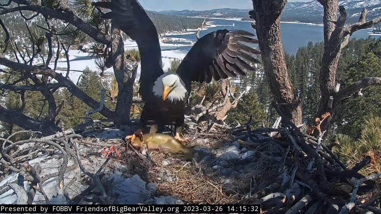 Long lunch time FOBBV CAM Big Bear Bald Eagle Live Nest - Cam 1 - YouTube