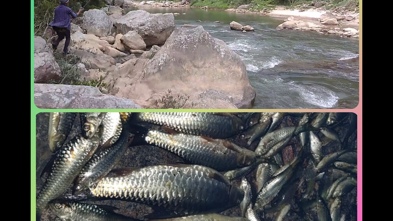 FISHING AT MYNTANG RIVER/ U RAWON BATBIT/ TRADITIONAL FISHING /DOHKHA ...