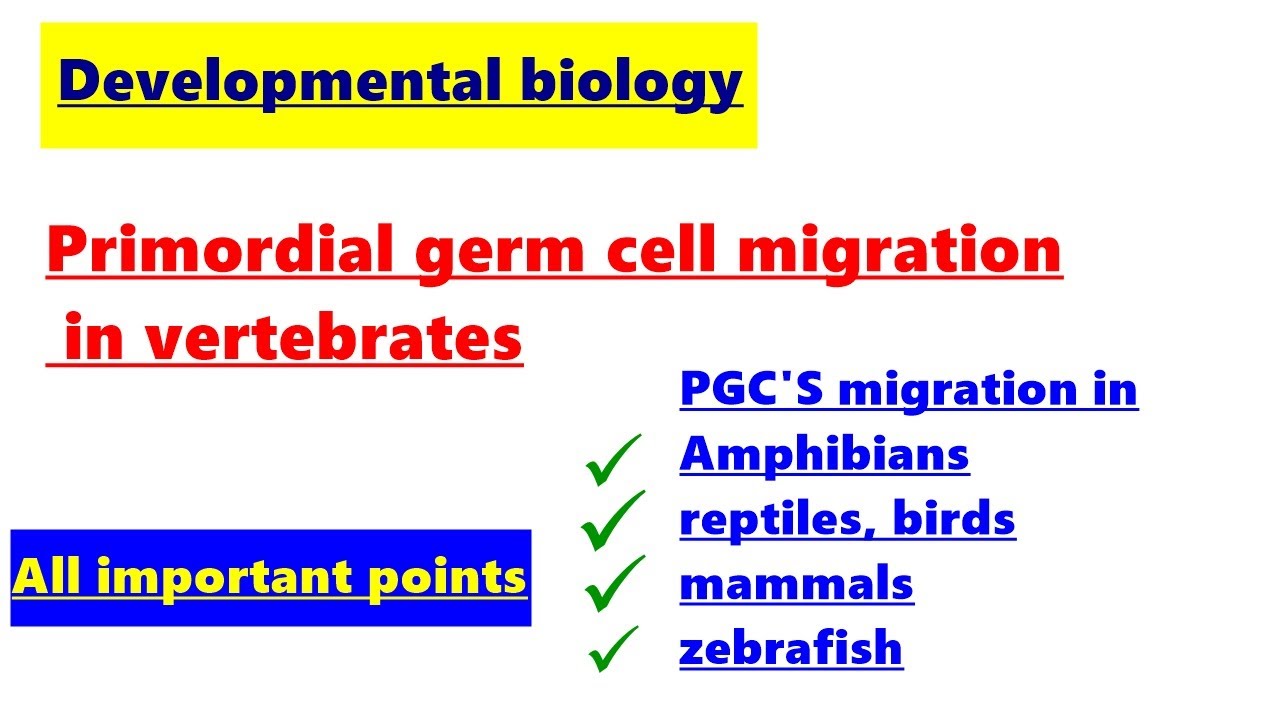 Primordial germ cell migration in vertebrates-PGC'S migration ...
