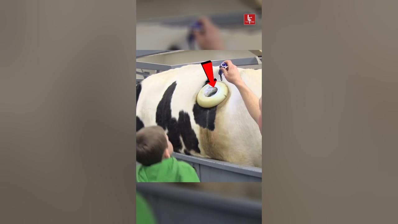 Why Cows Fitted With Protholed In Stomach Shorts Facts Youtube
