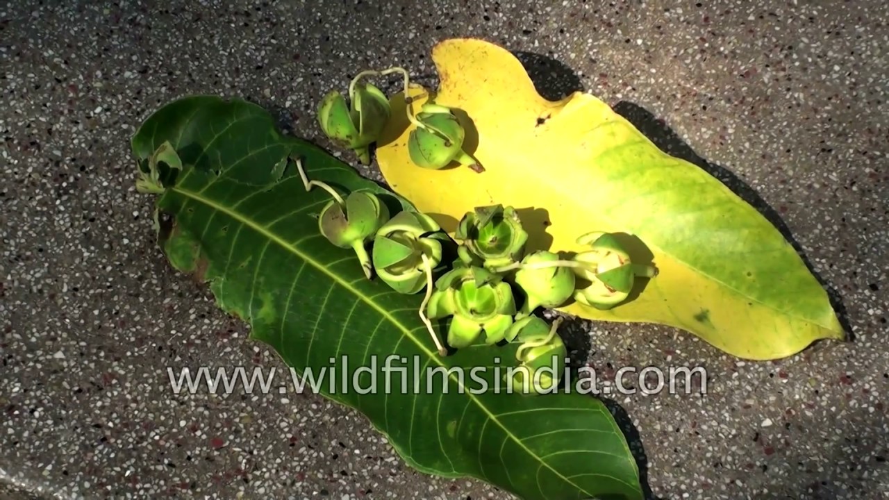 Duabanga grandiflora, a tall deciduous tree - YouTube