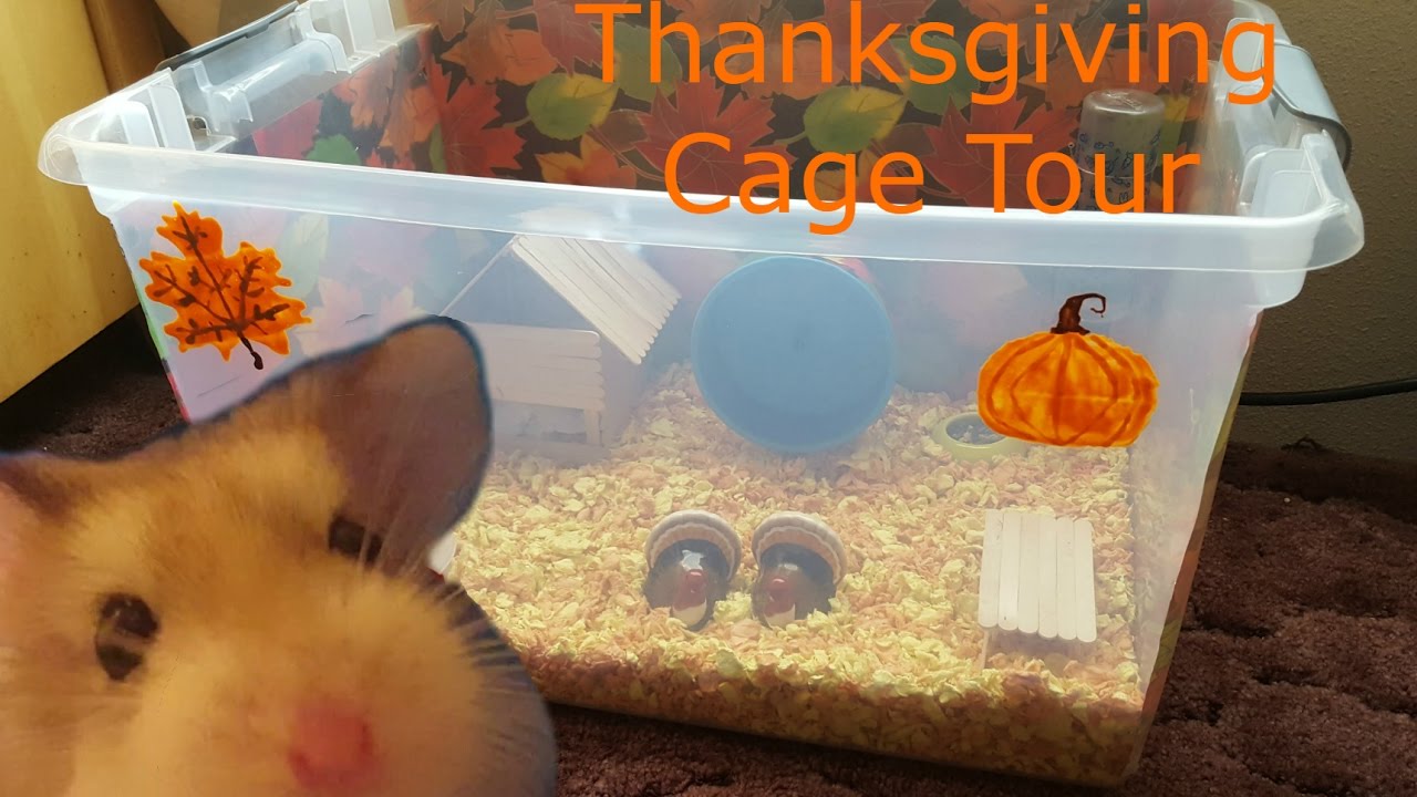 Pumpkin's Fall/Thanksgiving hamster cage tour - YouTube