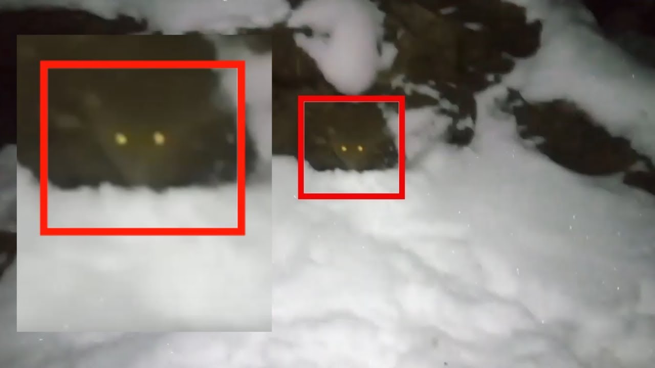 Mysterious creature or Alien hiding in the snow scared the climber ...